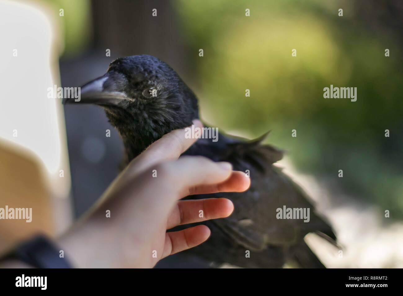 Stroking with feathers hi-res stock photography and images - Alamy