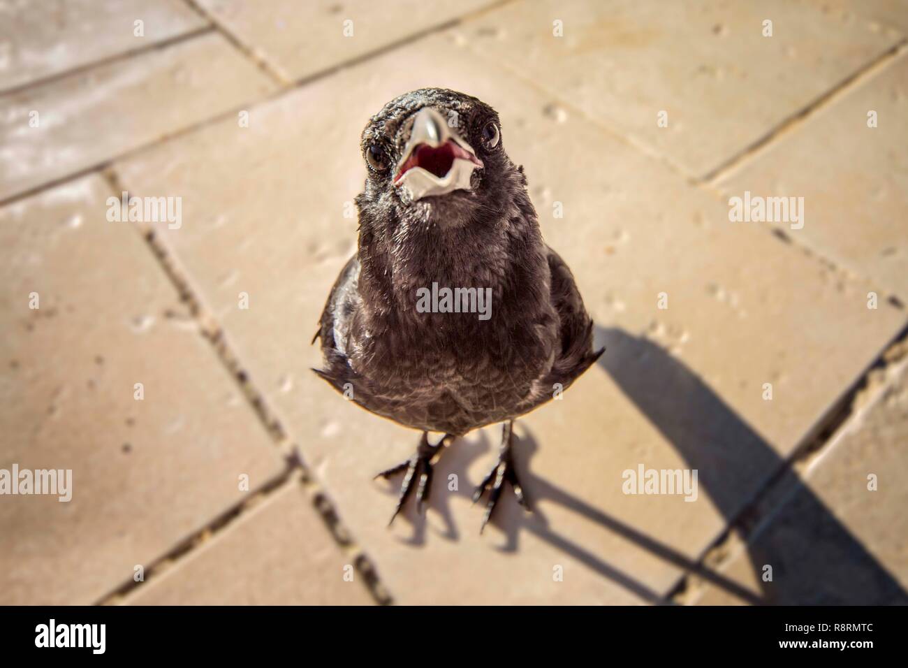 Crow with blue eyes hi-res stock photography and images - Alamy