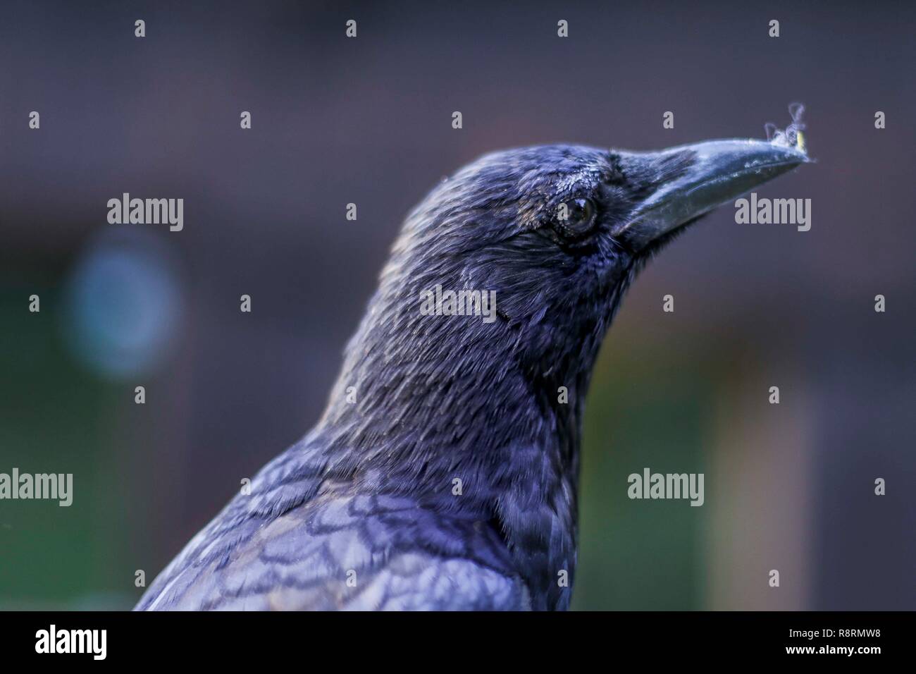 Crow with blue eyes hi-res stock photography and images - Alamy