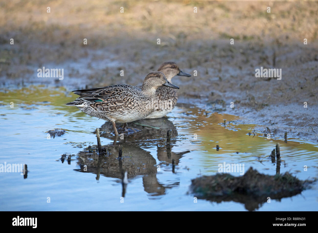 Eurasian Teal (Anas crecca Stock Photo - Alamy