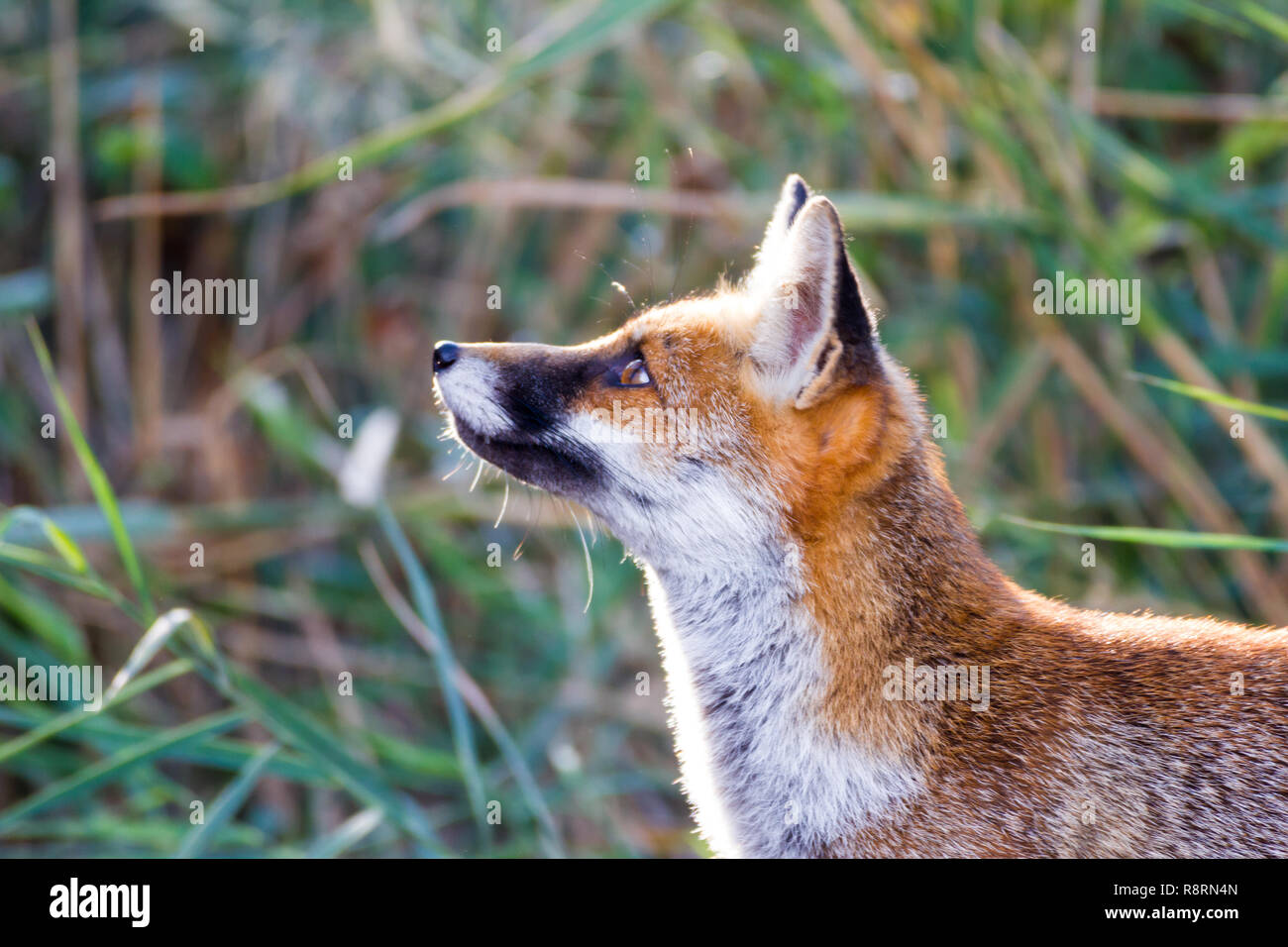 Fox in forest tuscany italy hi-res stock photography and images - Alamy