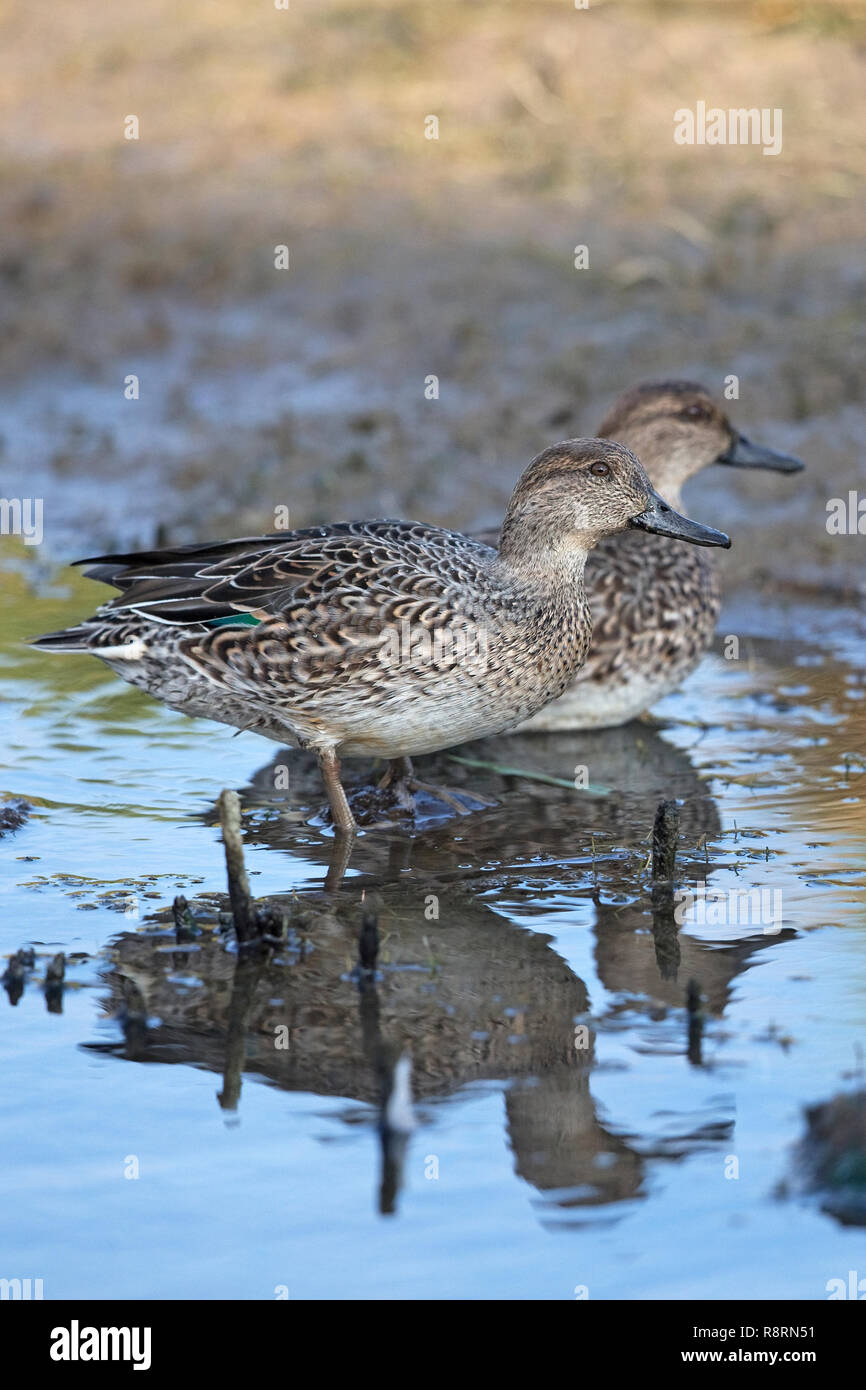 Eurasian Teal (Anas crecca Stock Photo - Alamy