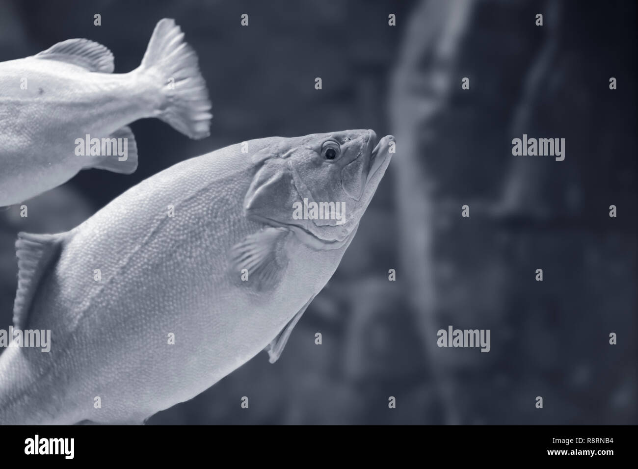 White grouper hi-res stock photography and images - Alamy