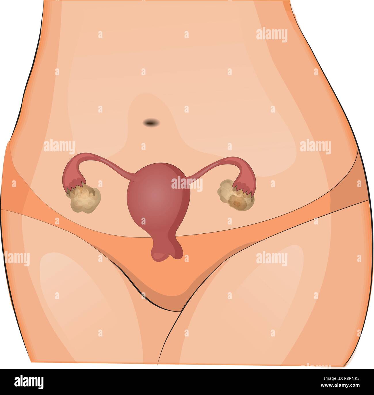 Female Genitals Stock Vector Images Alamy