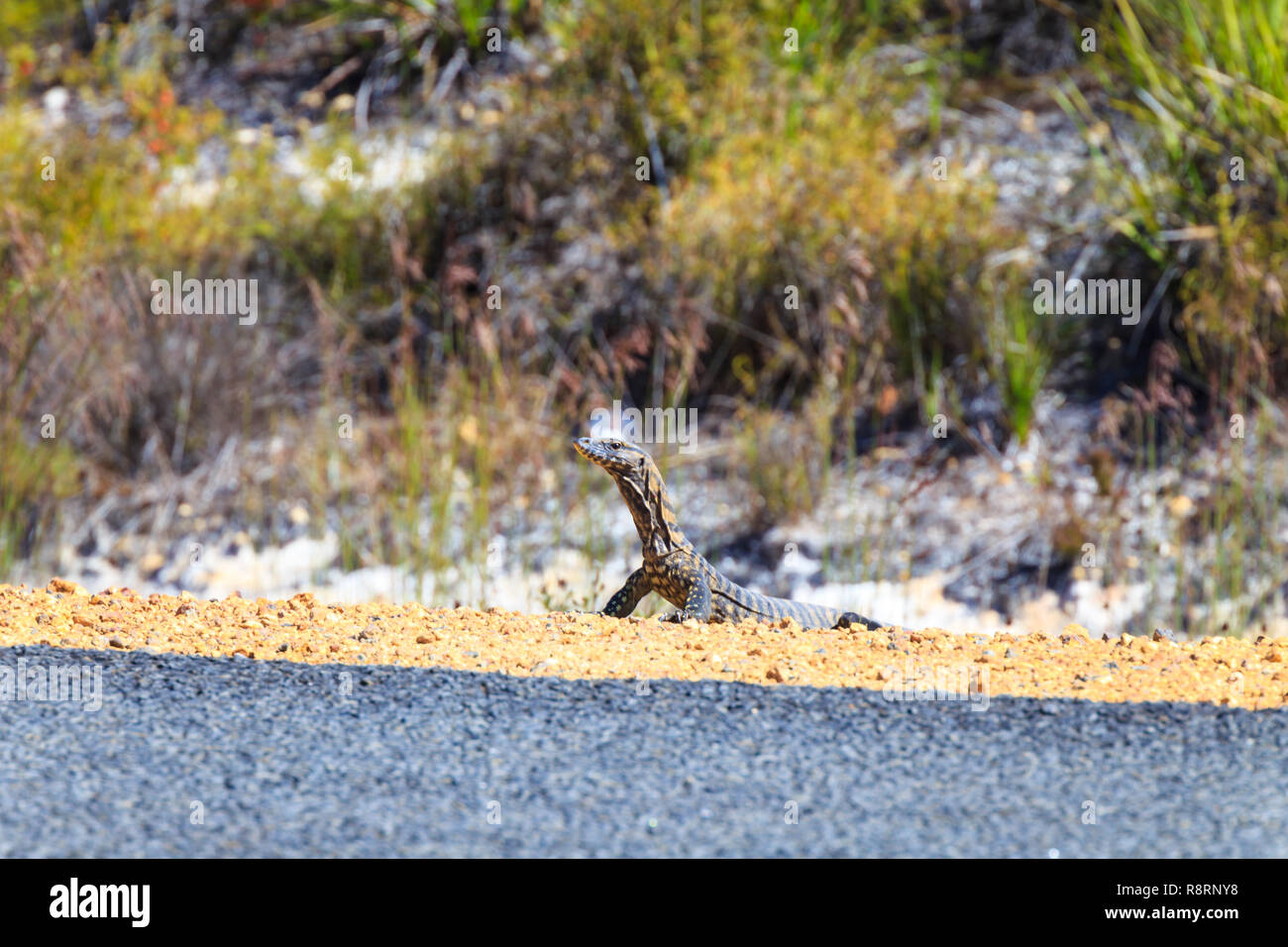 Lizard of western cape hi-res stock photography and images - Alamy
