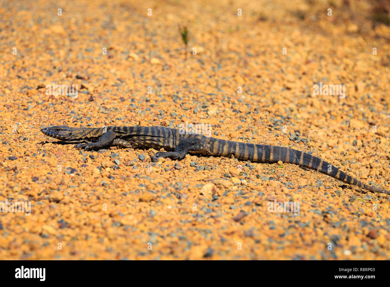 Goanna Lizard Stock Photos & Goanna Lizard Stock Images - Alamy