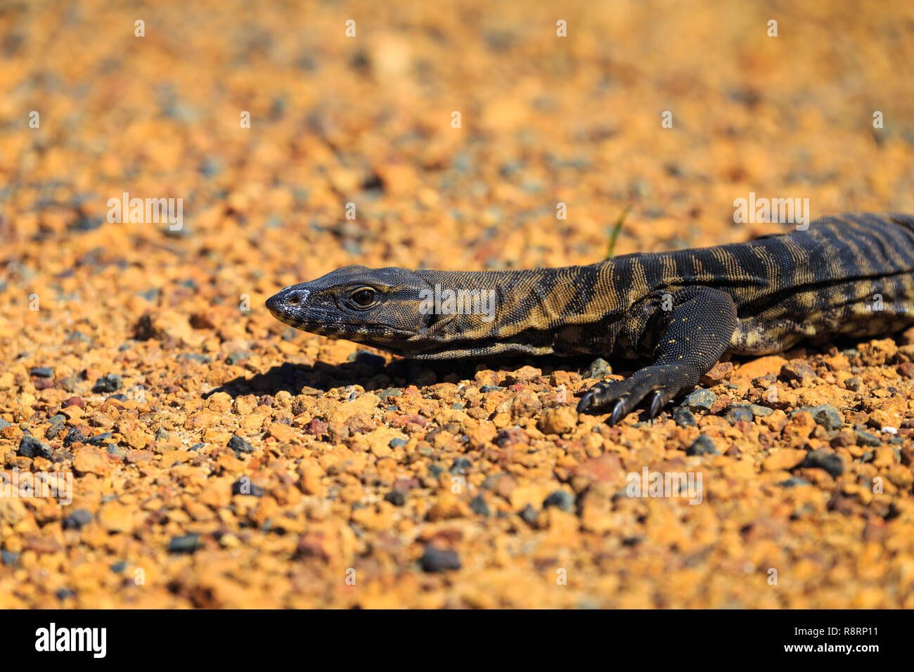 Goanna lizard hi-res stock photography and images - Alamy