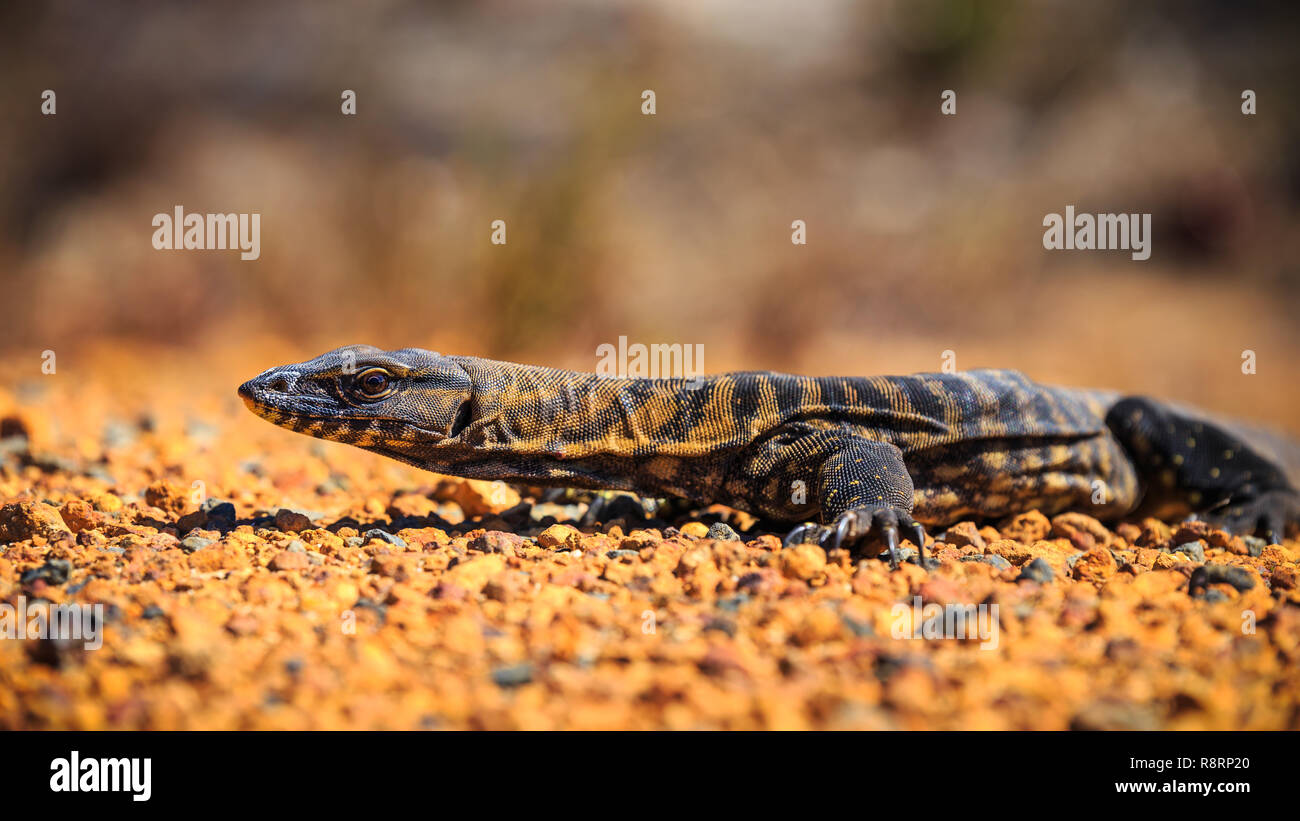 Goanna lizard hi-res stock photography and images - Alamy