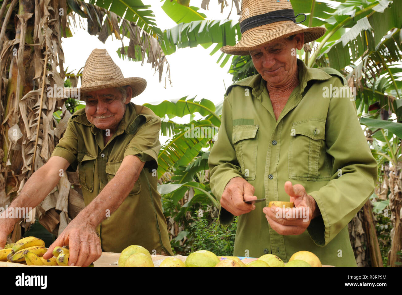 Cuba: Two older cuban farmers are selling Bananas to the tourist fresh ...