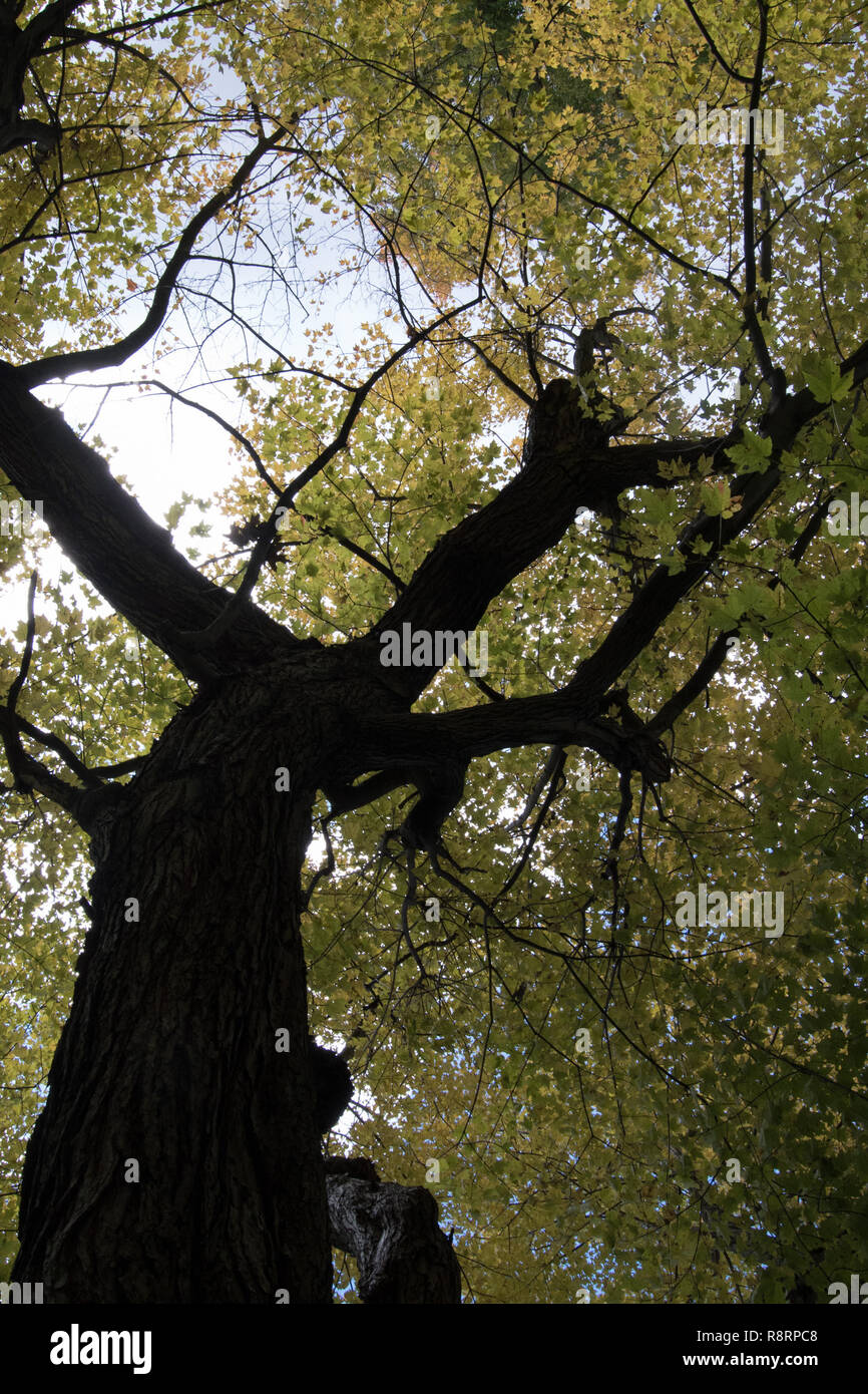 View through the tree hi-res stock photography and images - Alamy