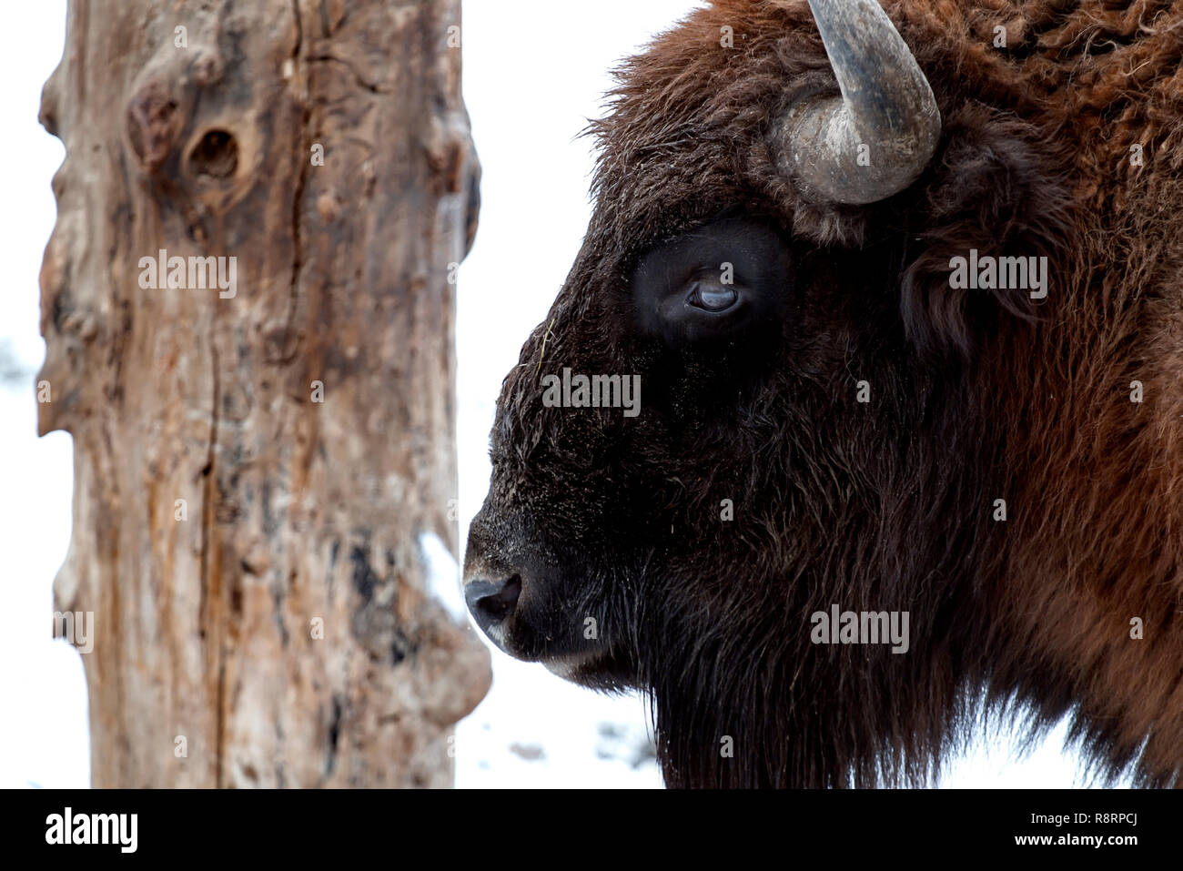 European Bison, Wisent, Bison bonasus Stock Photo - Alamy