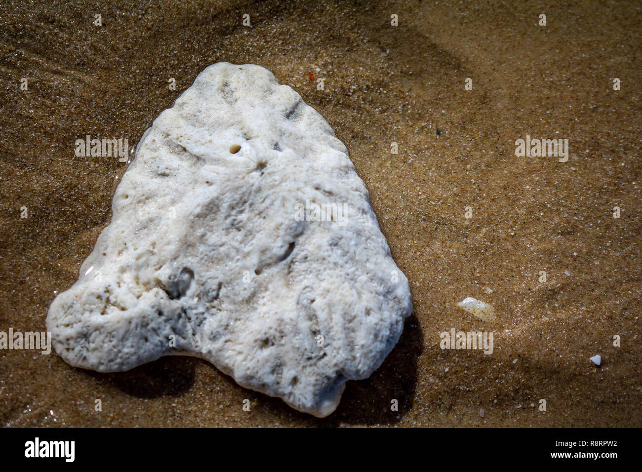 Seashells and Corals on the Beach in Mozambique Stock Photo - Alamy