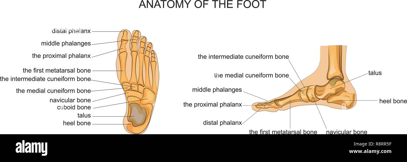vector illustration of anatomy of the skeleton of the foot Stock Vector ...