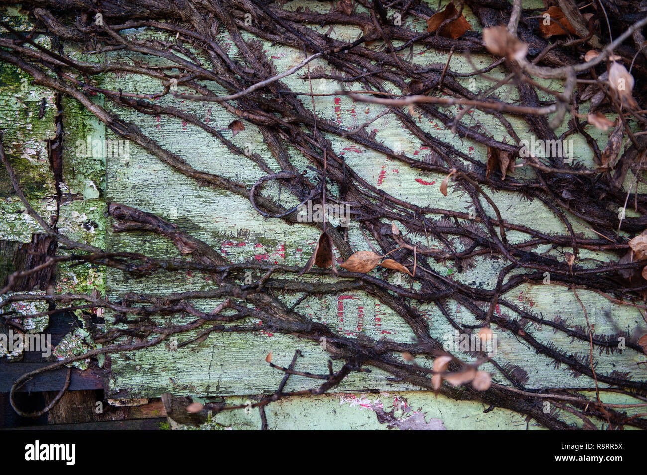 Parasitic growth hi-res stock photography and images - Alamy