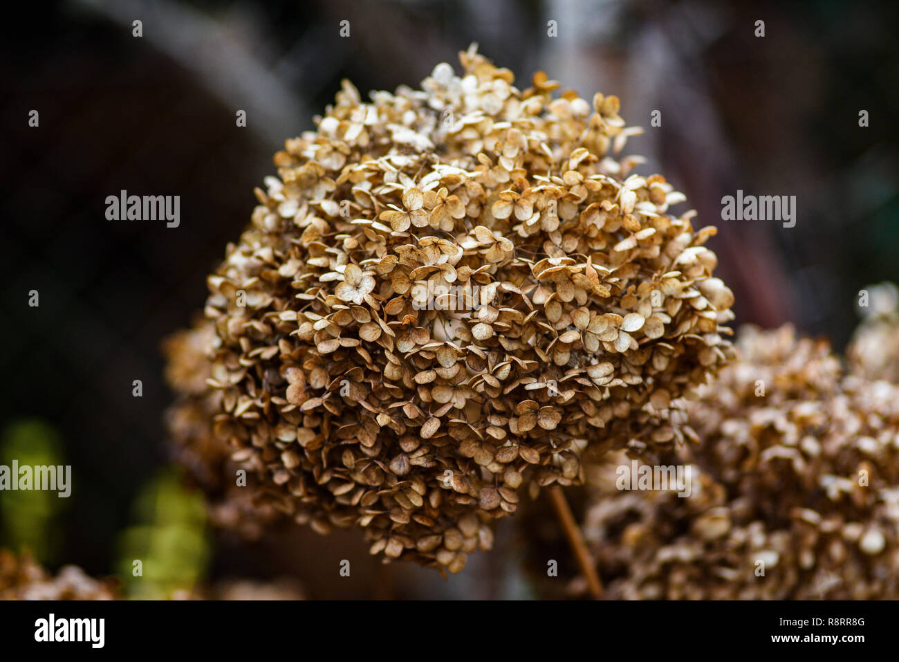 Hydrangea paniculata dead flowers hi-res stock photography and images ...