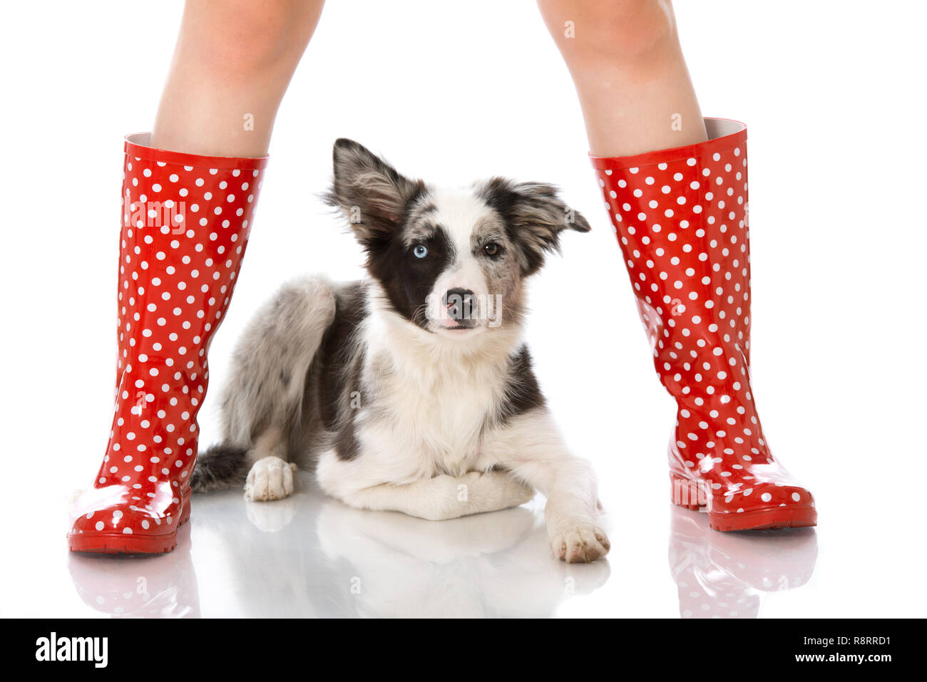 Border collie puppy between legs Stock Photo - Alamy