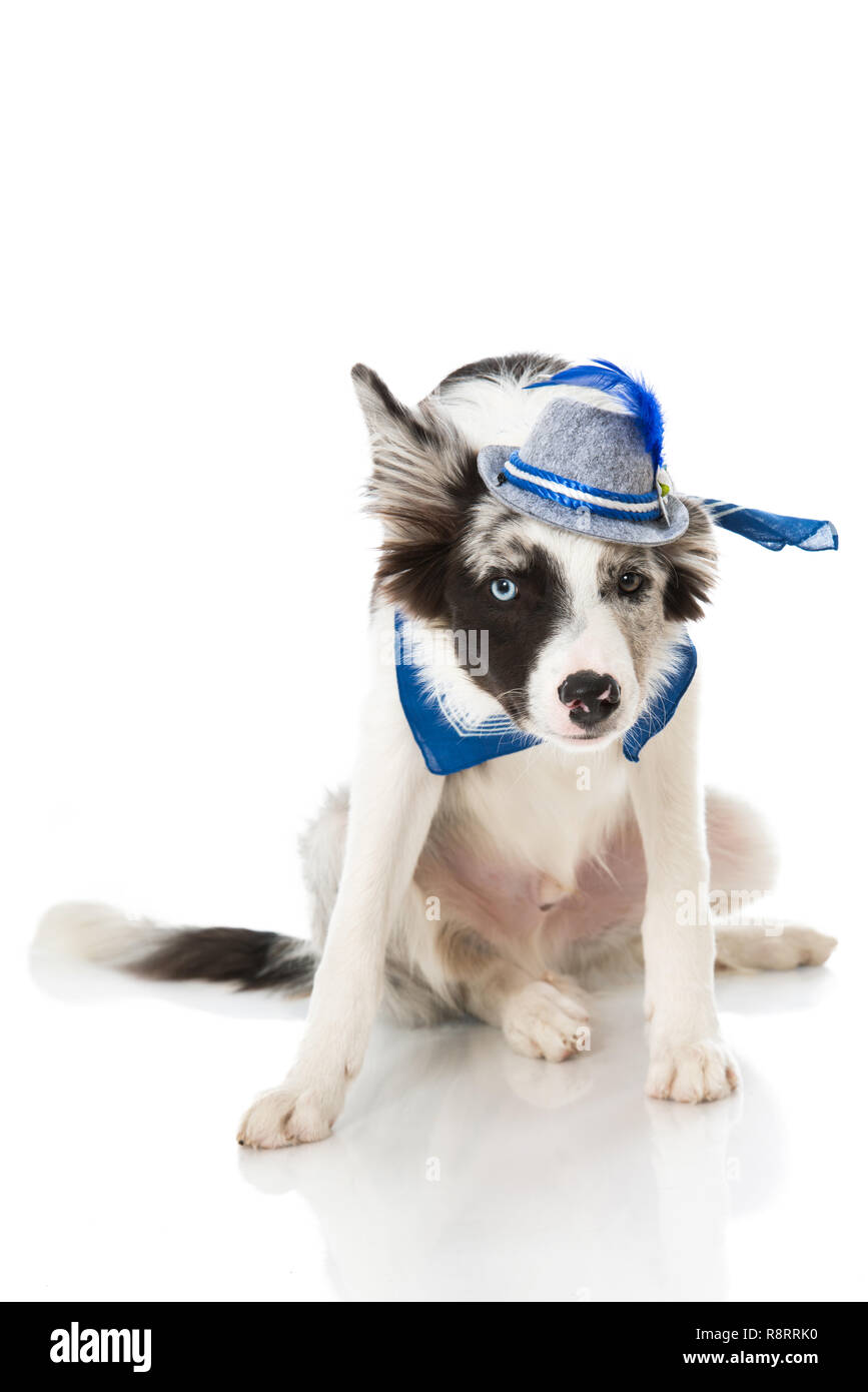 Young dog with neckerchief and hat Stock Photo - Alamy