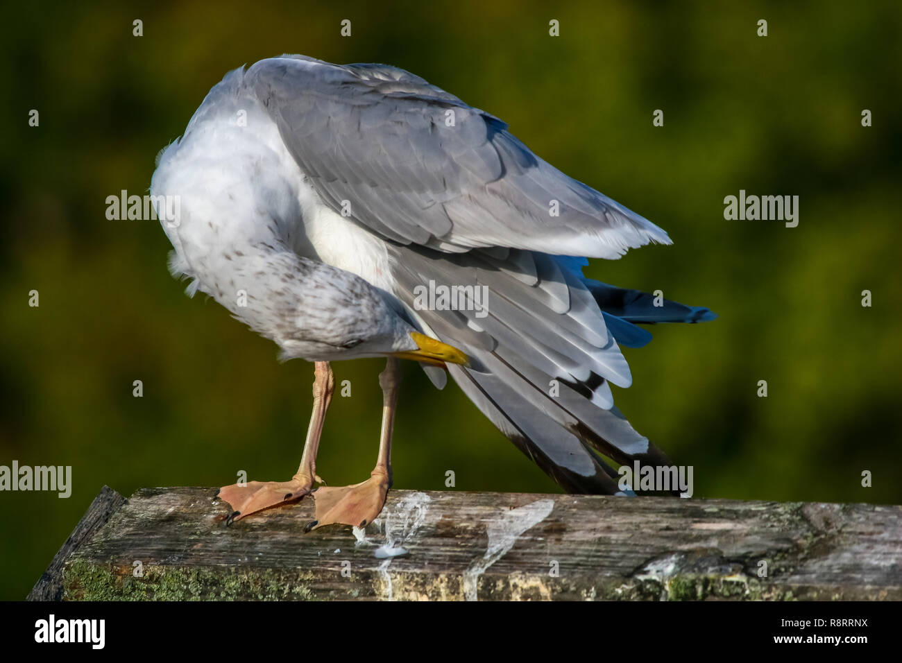 Seagull legs detail hi-res stock photography and images - Alamy