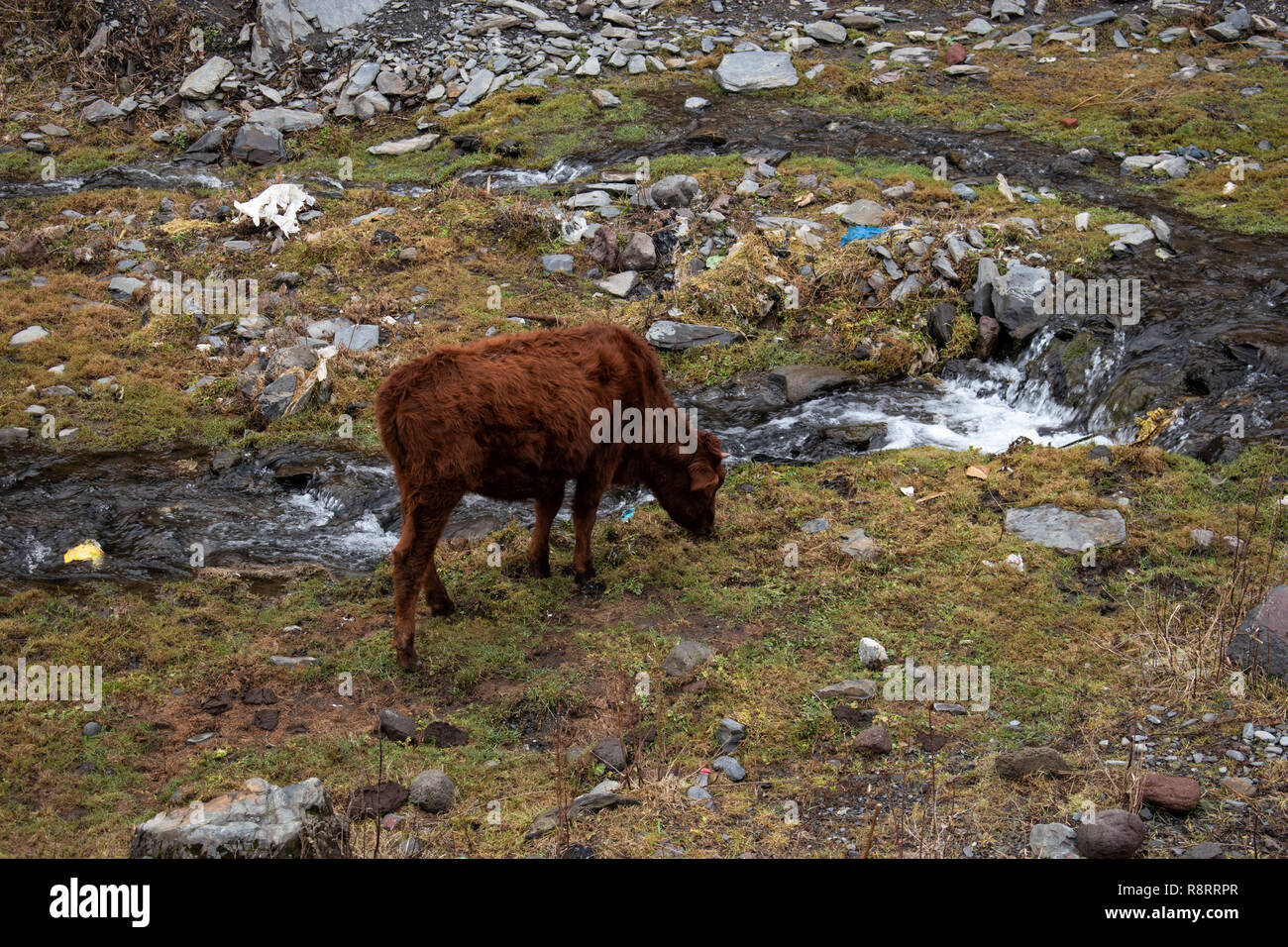 Stream pasture hi-res stock photography and images - Alamy
