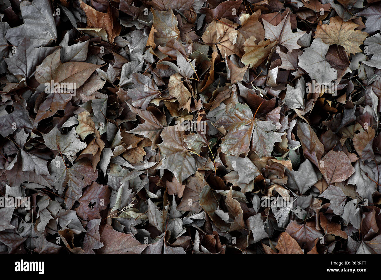 Group of large leaves hi-res stock photography and images - Alamy