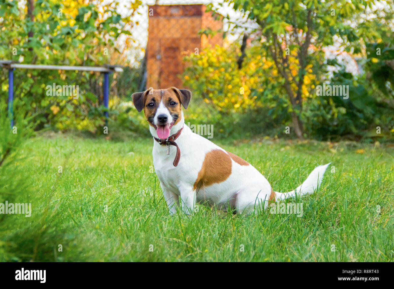 Dog breed Jack Russell Terrier on the grass Stock Photo - Alamy