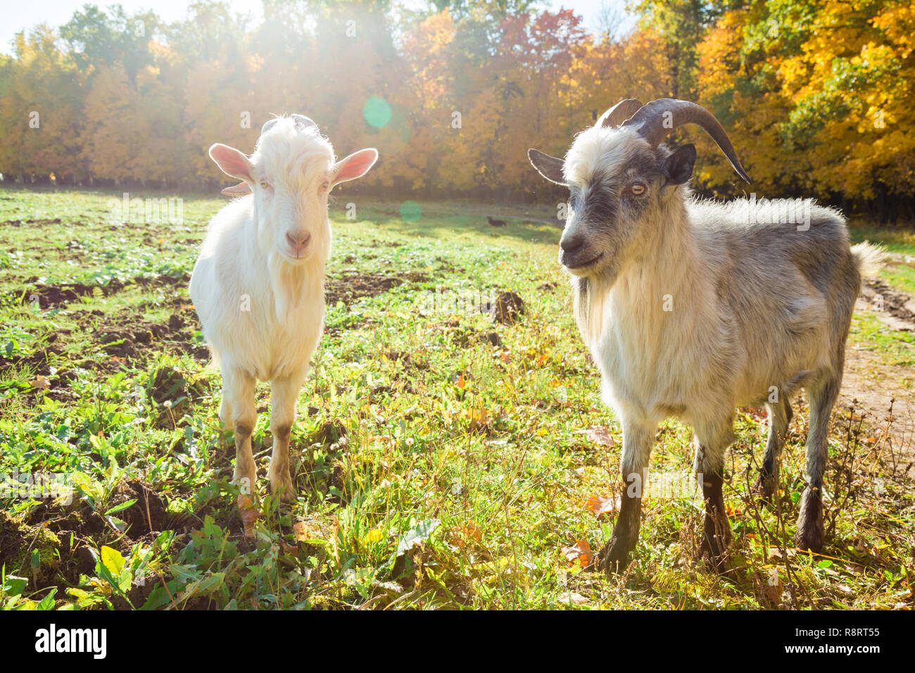 Goat head big horns hi-res stock photography and images - Alamy