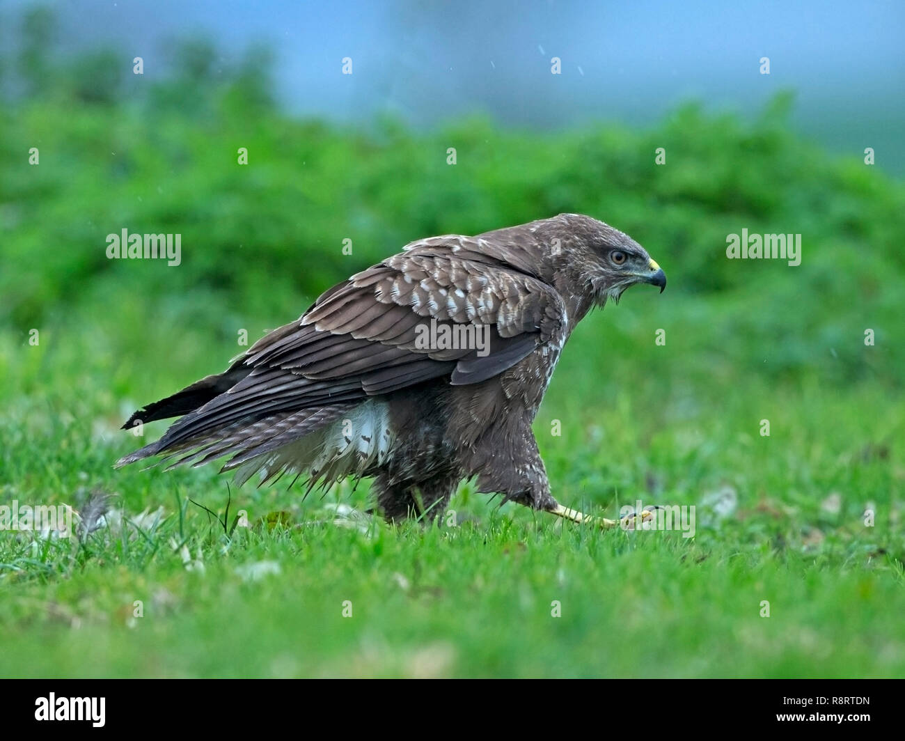 Birds buzzard hi-res stock photography and images - Alamy