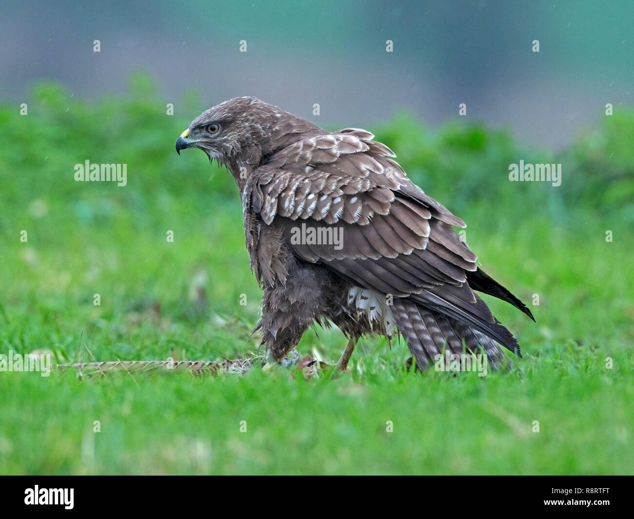Common buzzard standing Stock Photo - Alamy