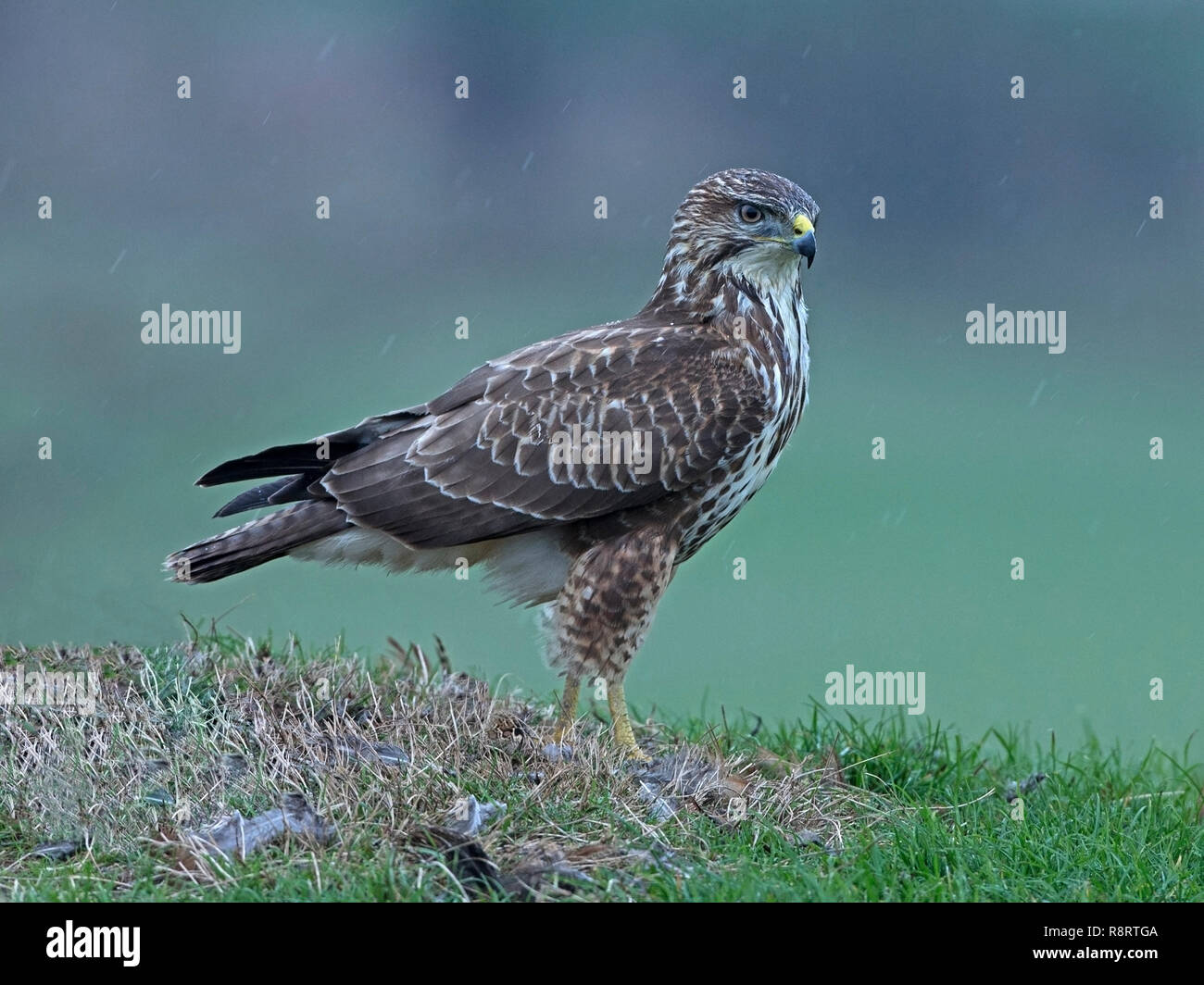 Common buzzard standing Stock Photo - Alamy