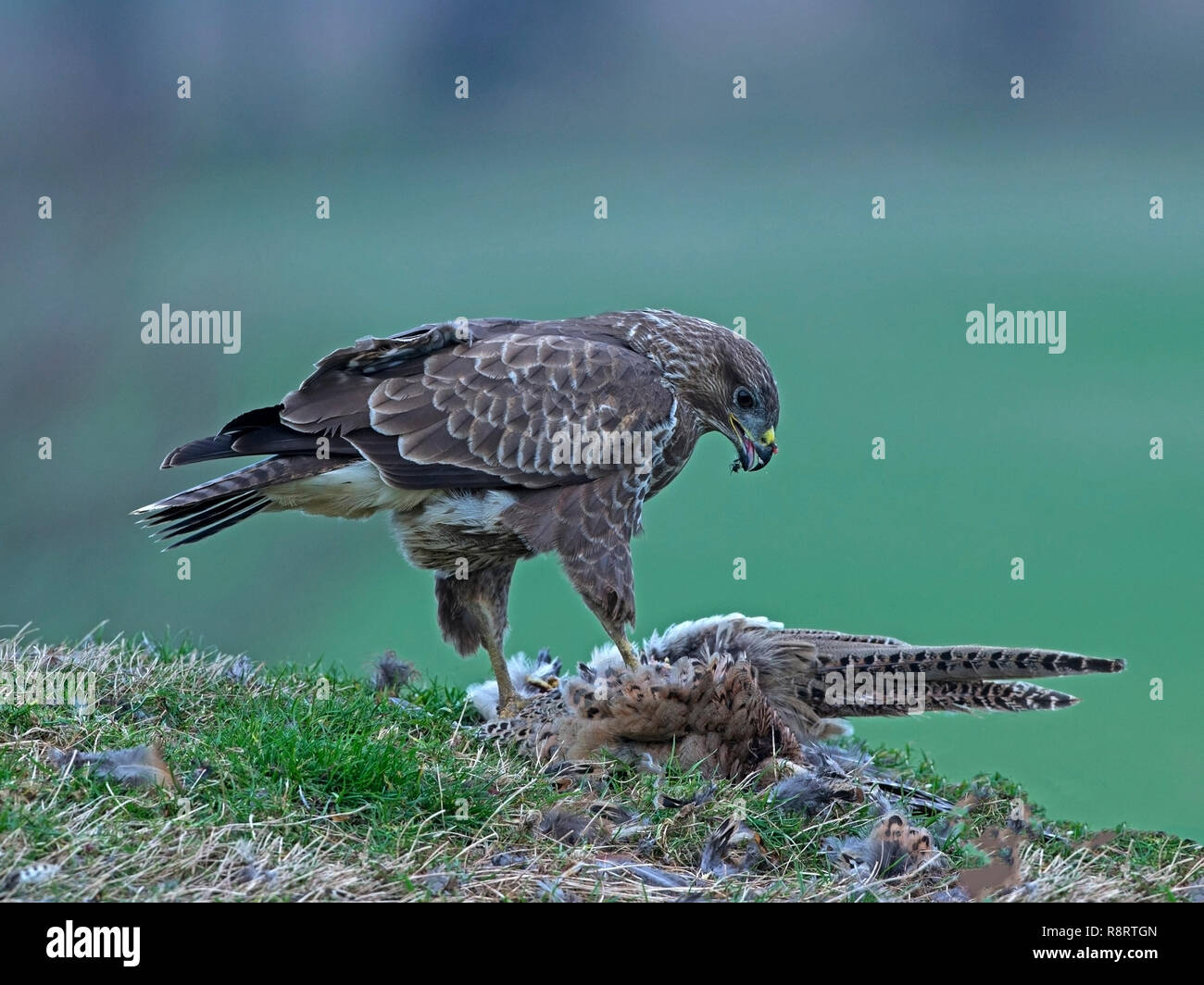 Common buzzard with prey Stock Photo - Alamy