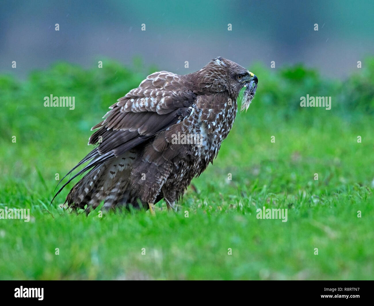 Common buzzard with prey hi-res stock photography and images - Alamy