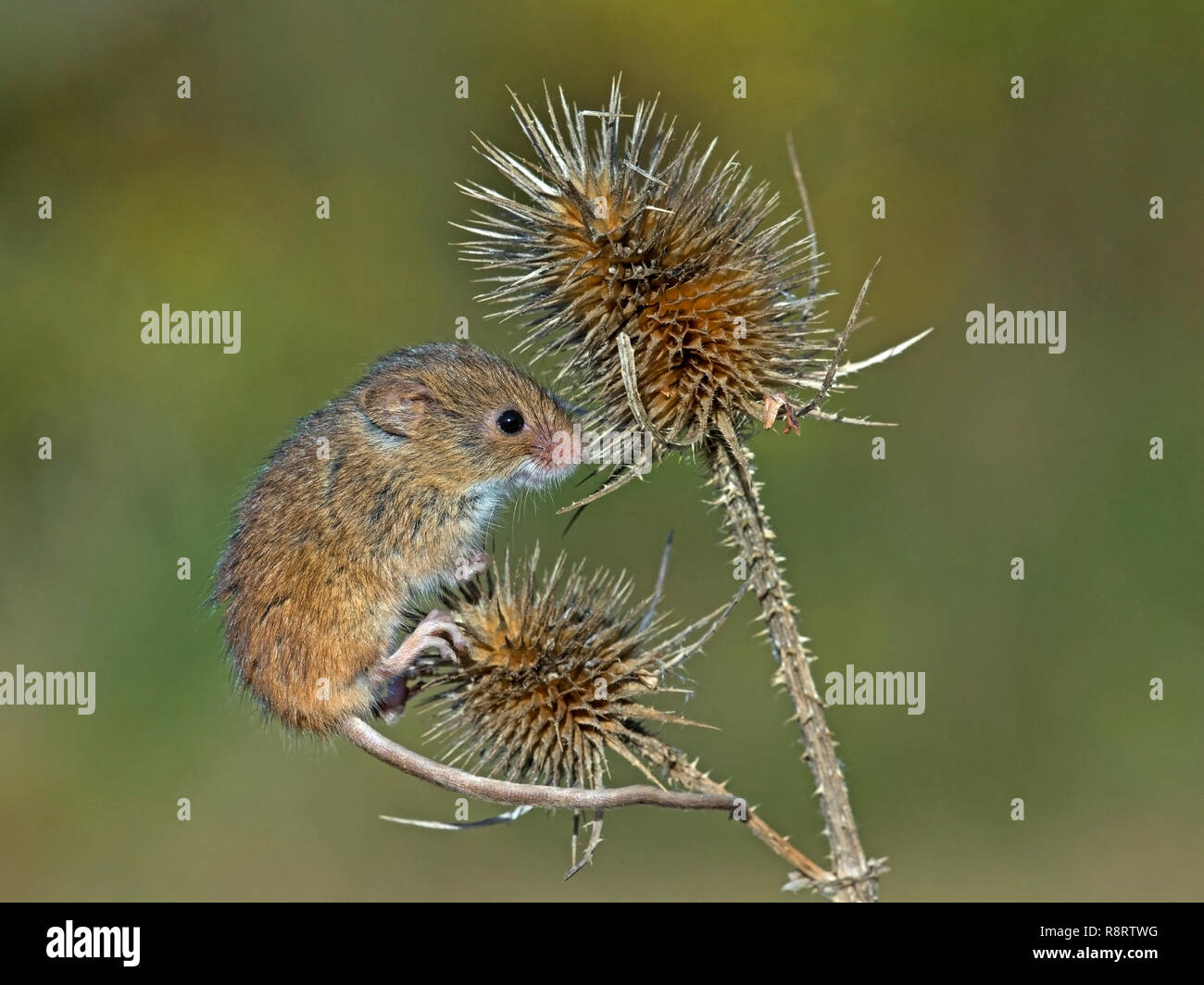 Harvest mice on teasel hi-res stock photography and images - Alamy