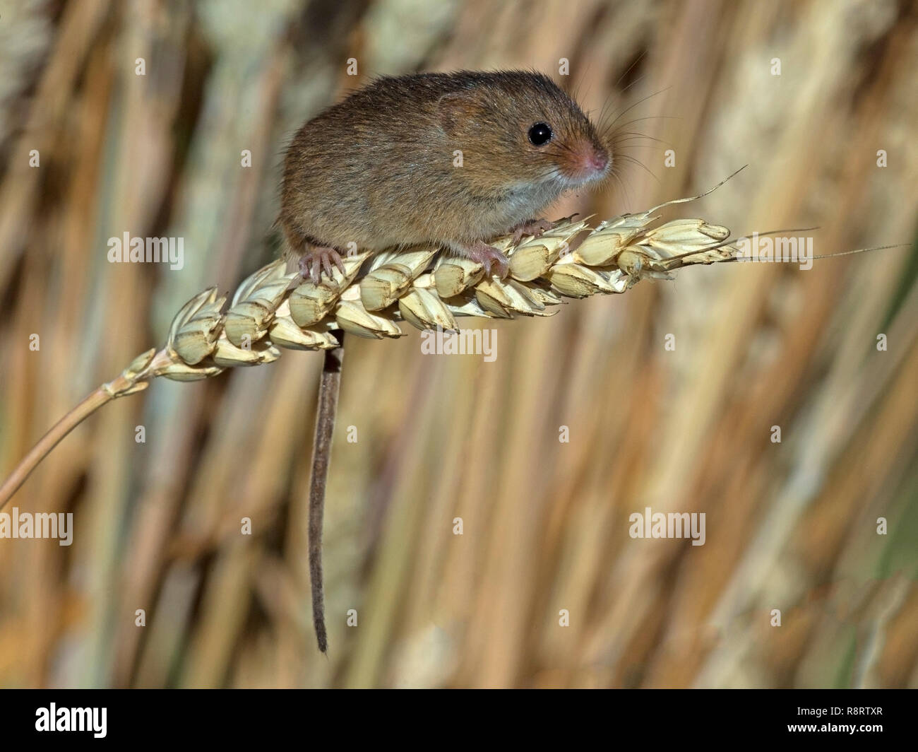 Ear of mouse hi-res stock photography and images - Alamy