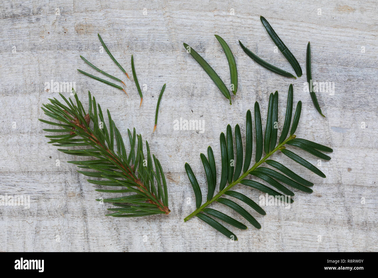 Vergleich von Fichte (links) mit Eibe (rechts), Fichtenzweig mit ...