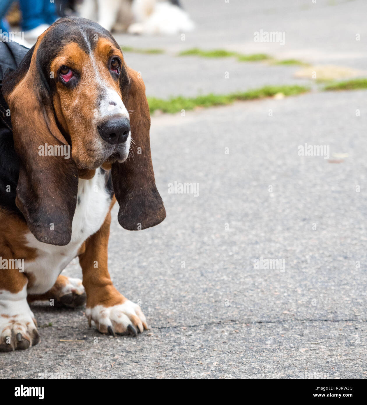 Basset hound dog summer hi-res stock photography and images - Alamy