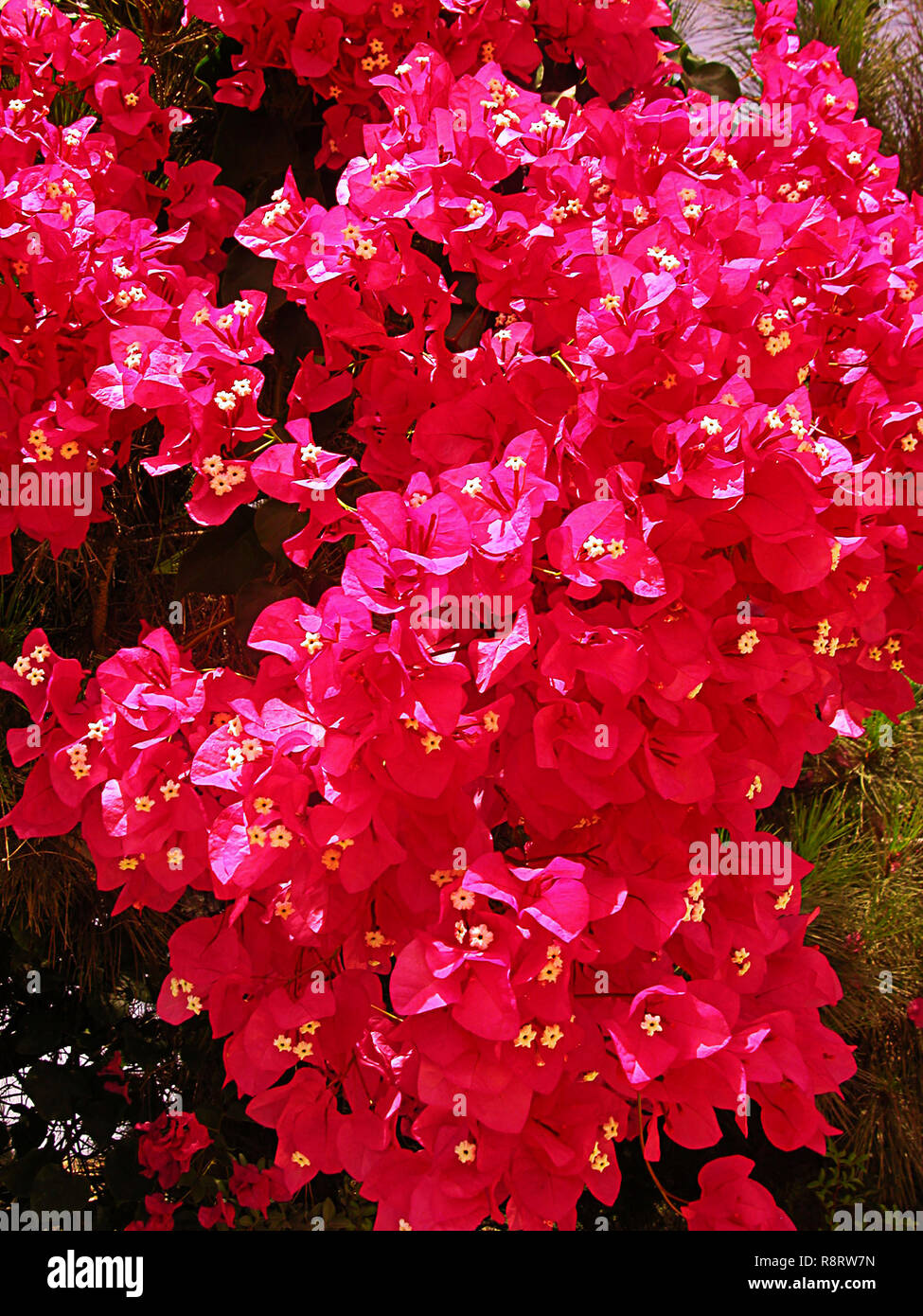 bougainvillea in garden, Ktima Paphos, Cyprus Stock Photo - Alamy