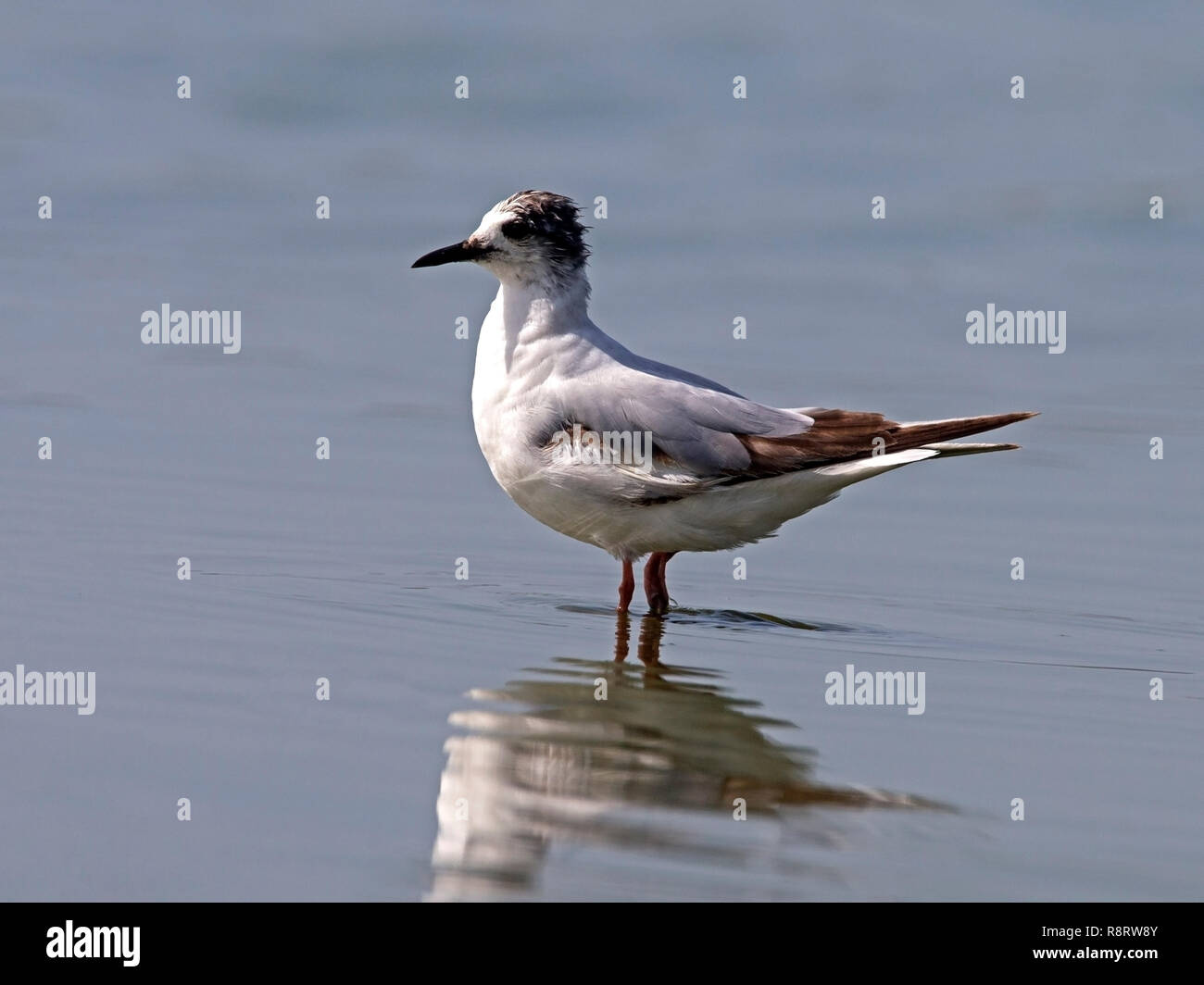 Juvenile little gull standing in water Stock Photo - Alamy