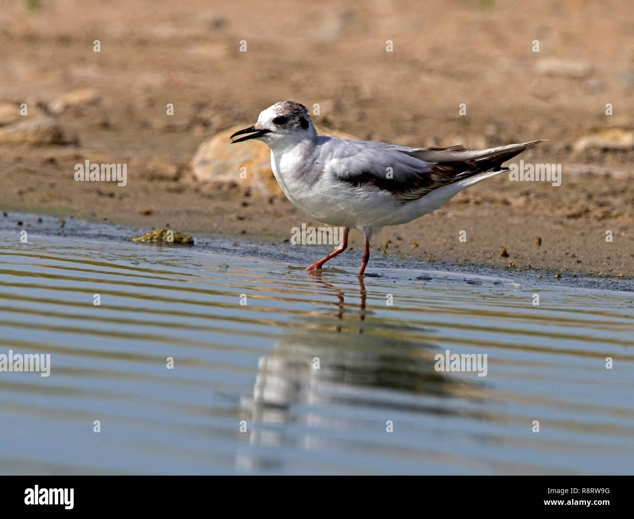 Little gull hi-res stock photography and images - Alamy