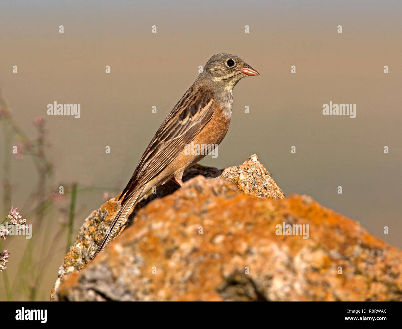 Bunting birds hi-res stock photography and images - Alamy