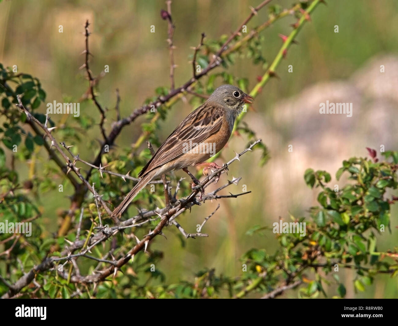 About the ortolan bunting hi-res stock photography and images - Alamy