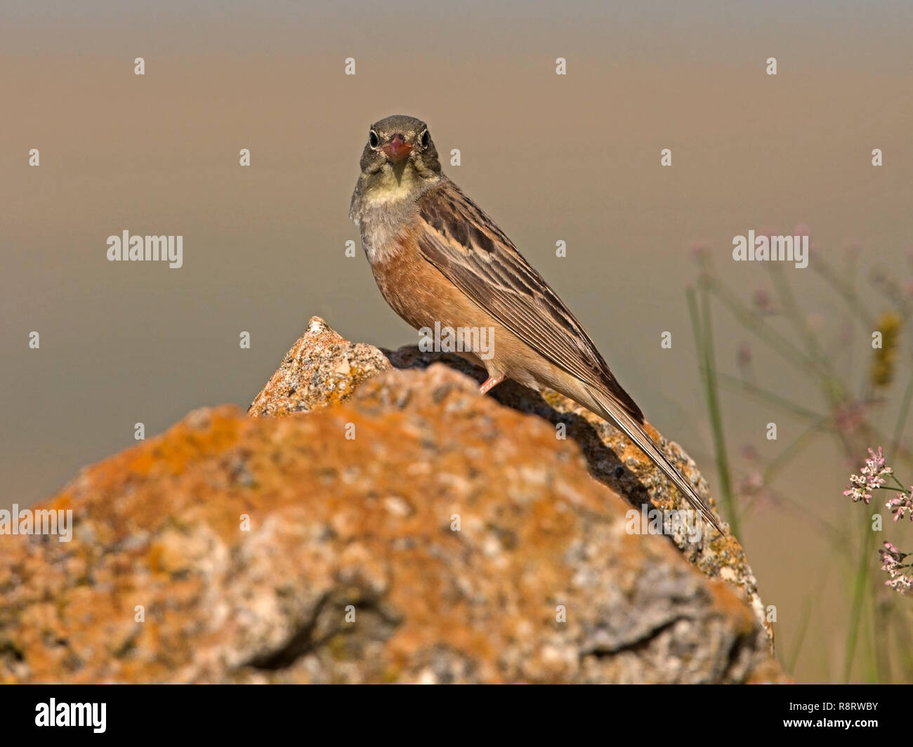Bunting birds hi-res stock photography and images - Alamy