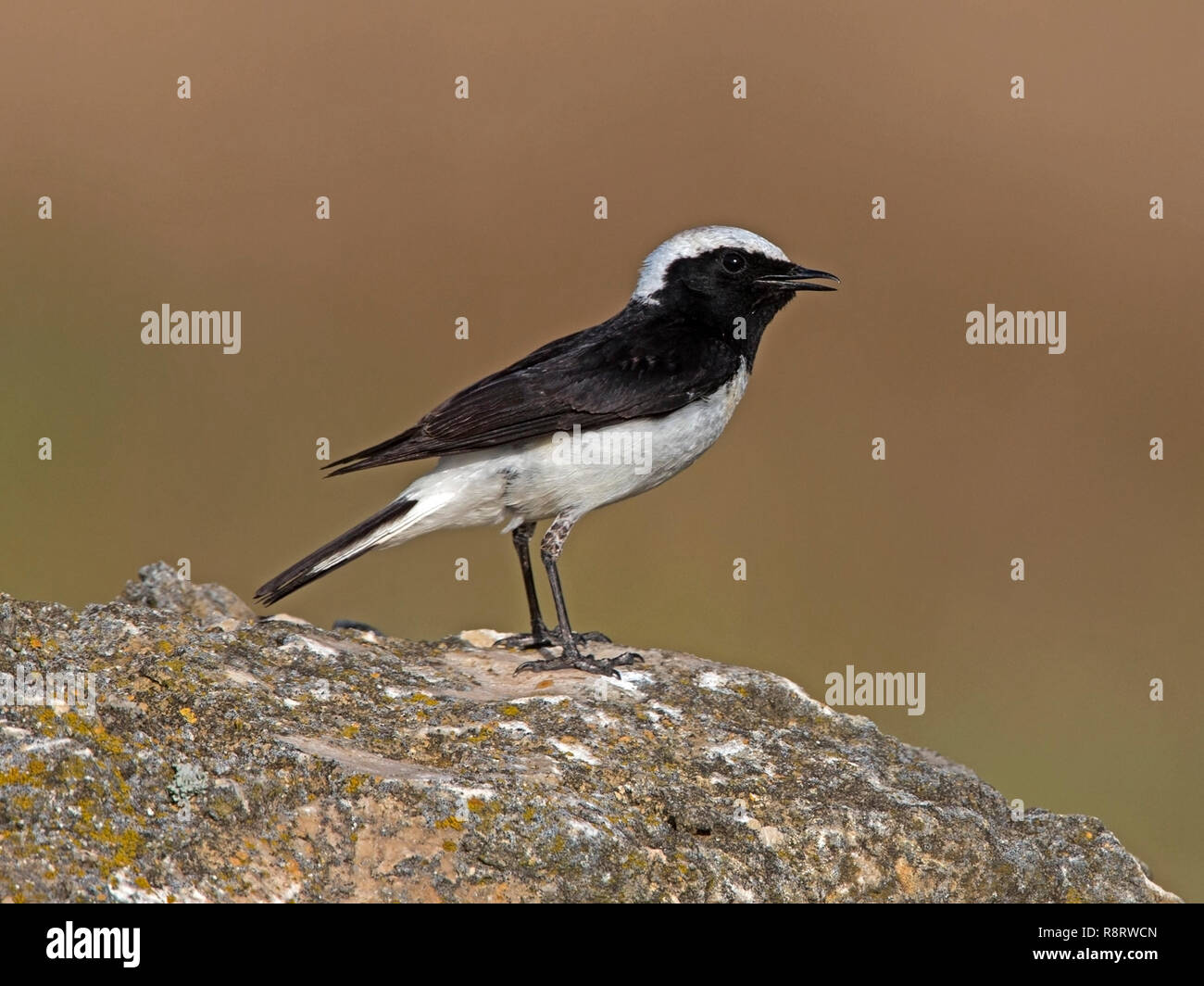 Pied wheatear hi-res stock photography and images - Alamy