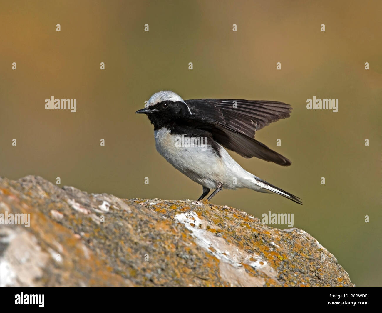Male pied wheatear in Summer plumage perched on rock wings raised Stock ...