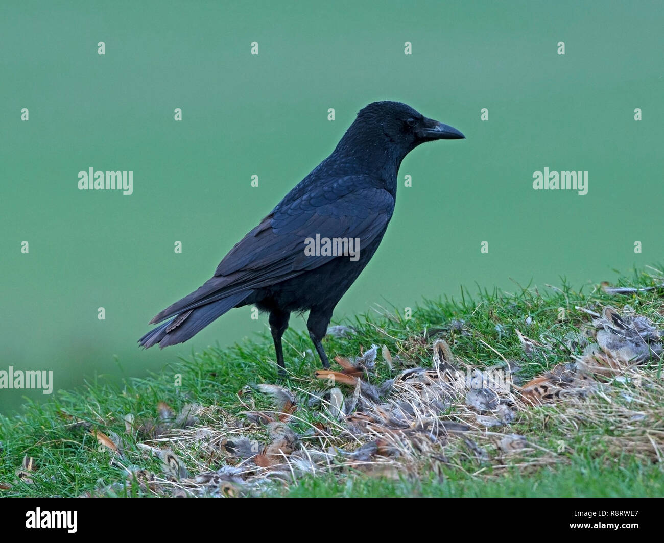 Common raven standing Stock Photo - Alamy