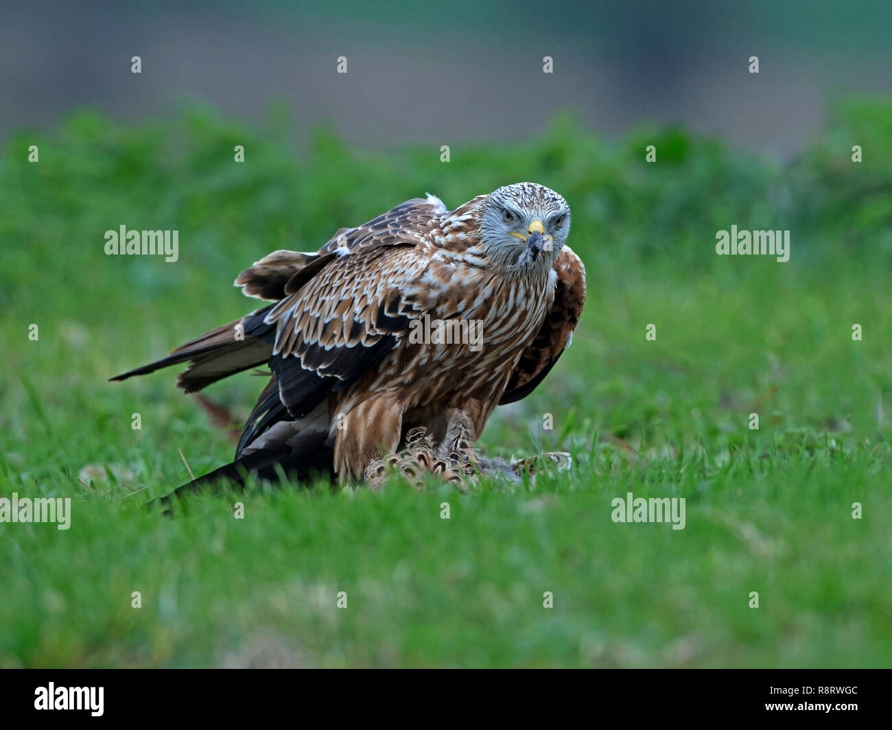 Red kite on ground with prey Stock Photo - Alamy