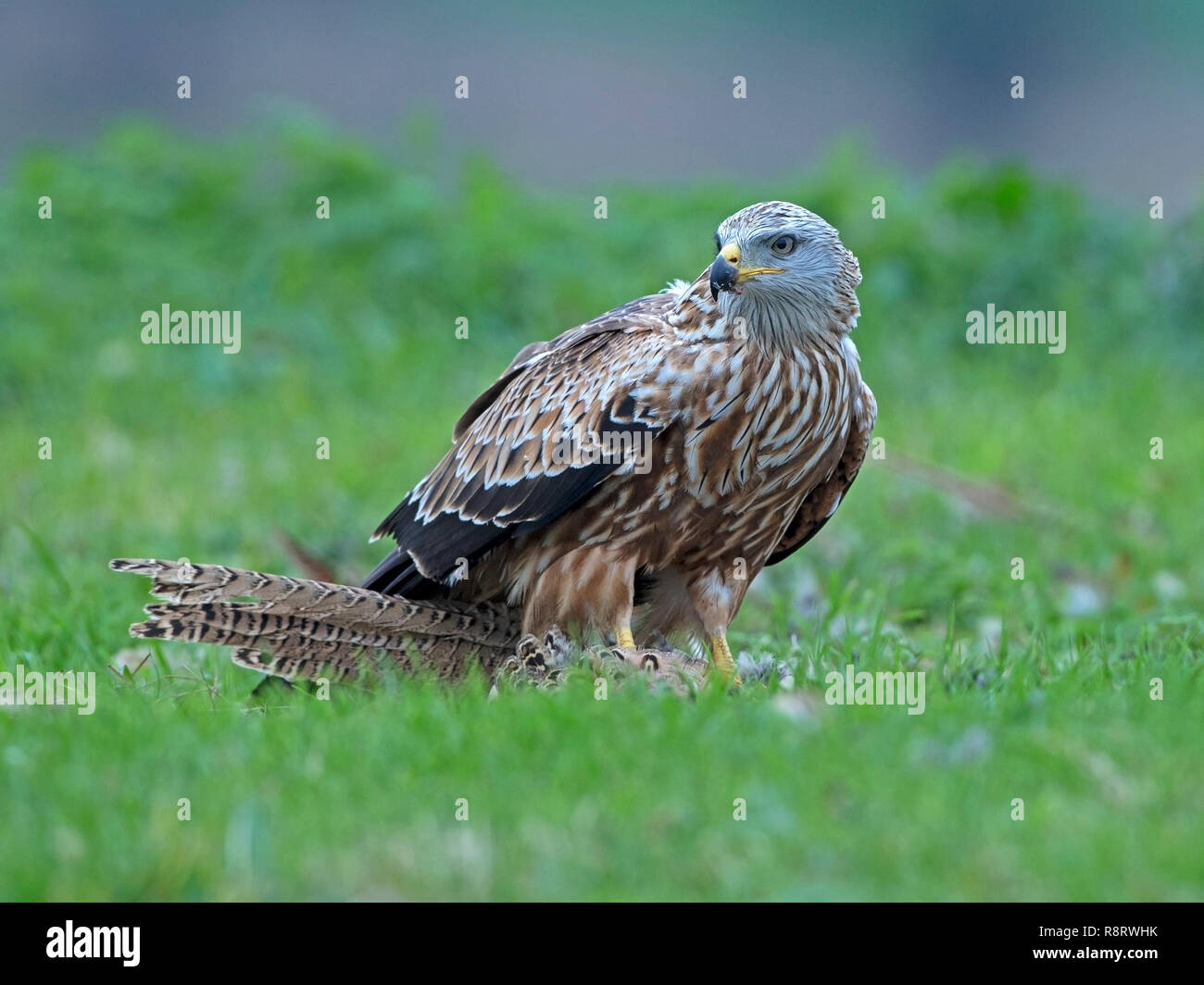 Red kite hi-res stock photography and images - Alamy
