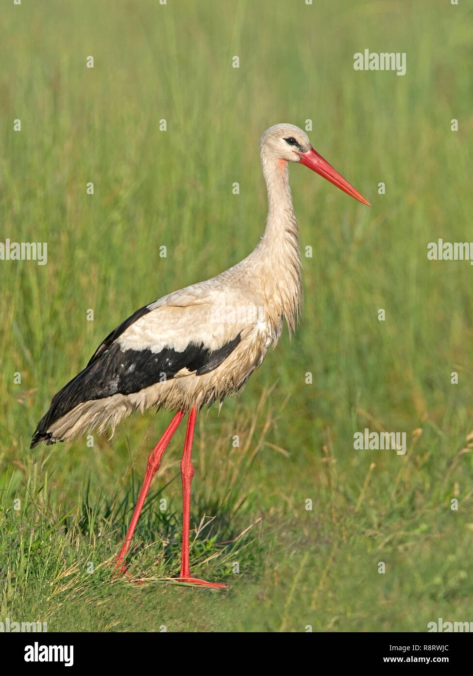 Birds stork hi-res stock photography and images - Alamy