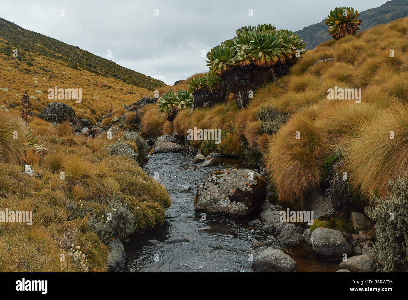 A fresh water river in the high altitude moorland of Mount Kenya Stock ...