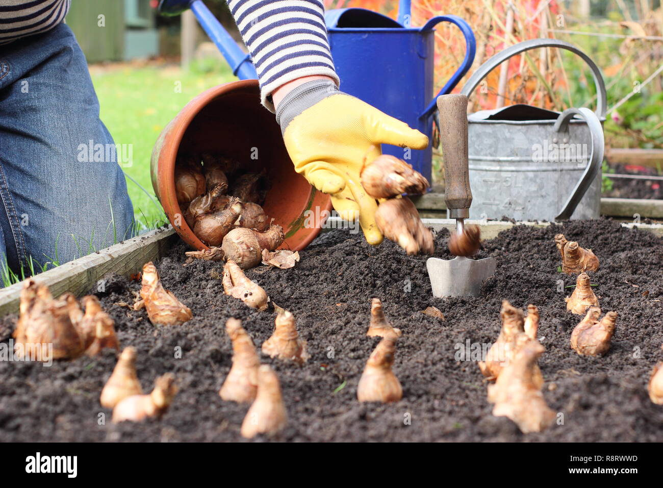 Narcissus. Throwing daffodil bulbs onto a bare garden border to achieve ...