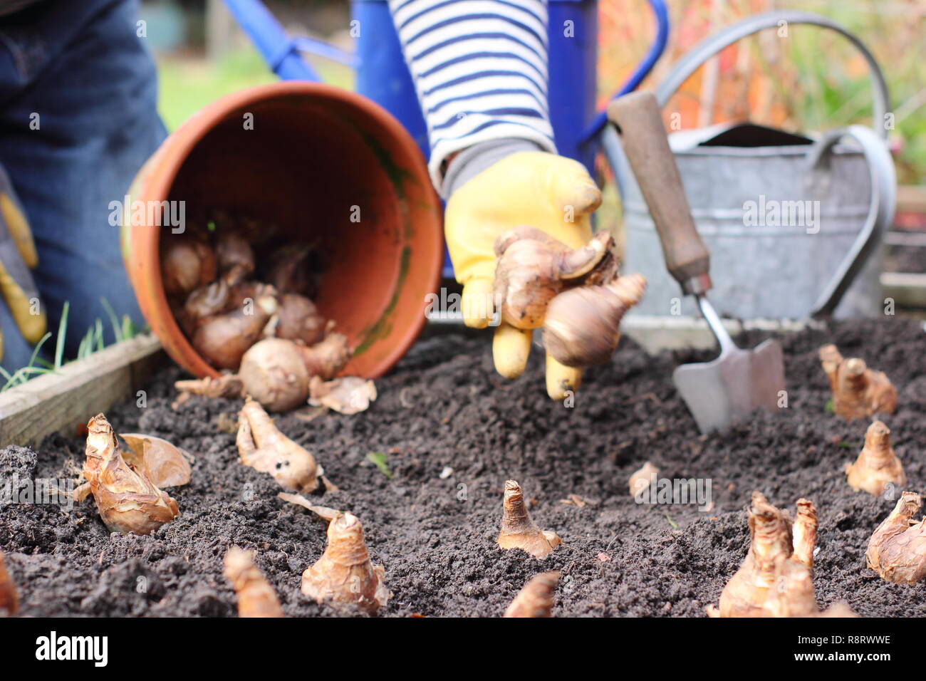 Narcissus. Throwing daffodil bulbs onto a bare garden border to achieve ...